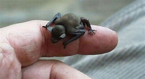 کوچکترین پستاندار جهان را ببینید عکس آی زندگی