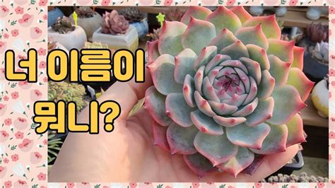 너 이름이 뭐니 너무 예뻐 궁금한 아이 실루엣 소간지 바람꽃다육키핑장 세종시명소 목가화분 Youtube