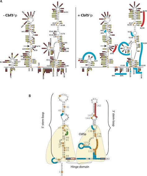 Summary Of Rnase Probing Data A Schematic Representation Of Download Scientific Diagram