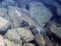 Largescale Sucker