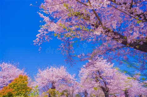Cherry Blossoms In Kogaya Park Stock Image Image Of Leaves Pink
