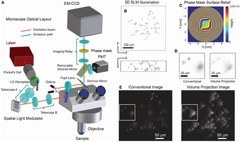 Frontiers Simultaneous Imaging Of Neural Activity In Three Dimensions
