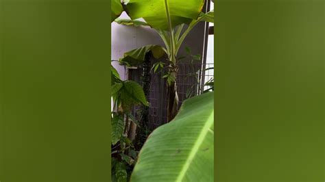 Dec Pdp Sold No Dead Pdp Today Youtube