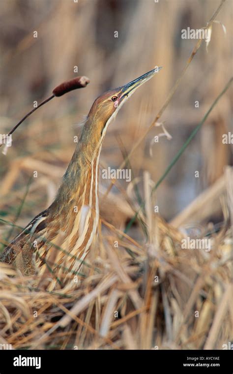 Closeup Portrait Of American Bittern Using Camouflage Technique In
