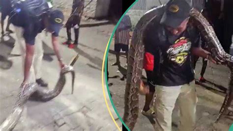 “it Was Ready To Attack” Panic As Python Is Killed In Lagos Estate