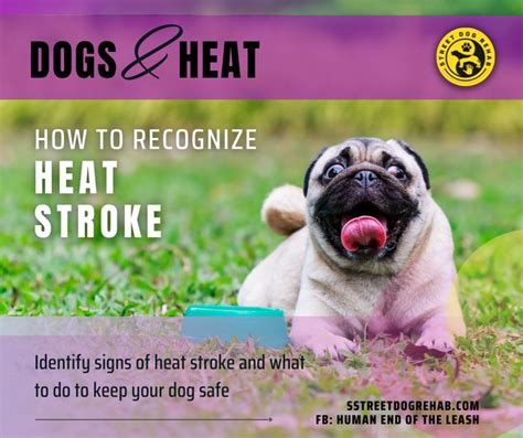 Heat Stroke Signs And Prevention Artofit
