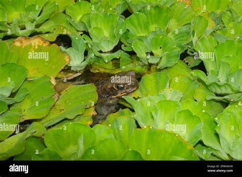 Cane Toad Rhinella Marina Hidding Among Vegetation In A Pond Stock