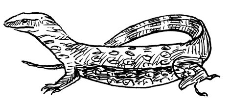 Activity To Apply A Simple Classification System By Openstax Jobilize
