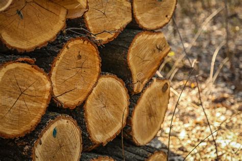 Trees Cut Down In The Forest Stock Image Image Of Industry Plantation 178673593