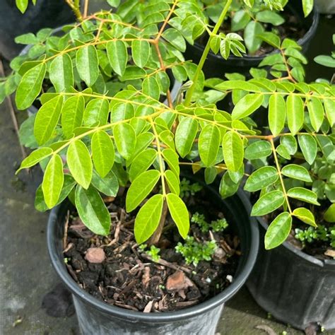 Quita Maldicion Curse Removing Plant Herb Chi