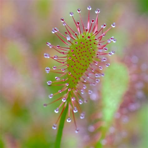 Spoon Leaved Sundew Drosera Intermedia Special Vegetation