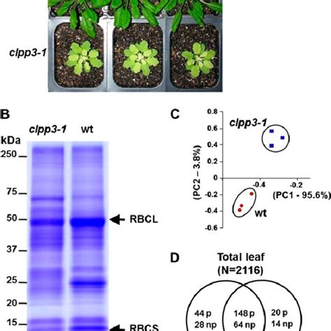 Large Scale Spectral Count Based Comparative Proteomics Of The Clpp3 1 Download Scientific