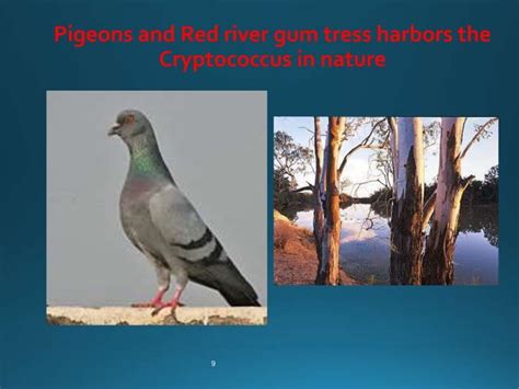 Cryptococcus Neoformans For Bmit Class Pptx