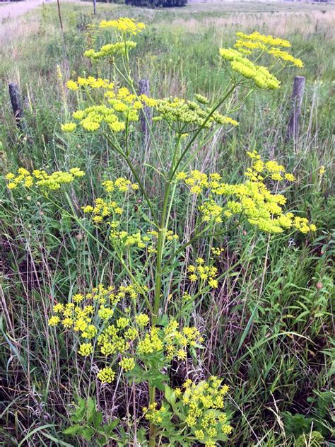 Invasive Wild Parsnip Free Photos On Invasive Wild Parsnip Free Photos On