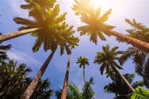 The Essential Guide To Palm Tree Care How To Pick The Right Palm Tree