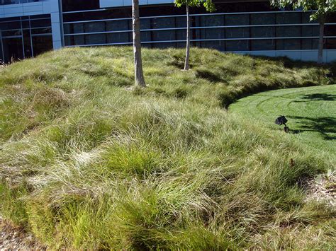 Carex Pansa California Meadow Sedge Mother Natures Backyard A