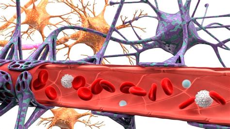 Barrera Hematoencefálica Neuropediatoolkit