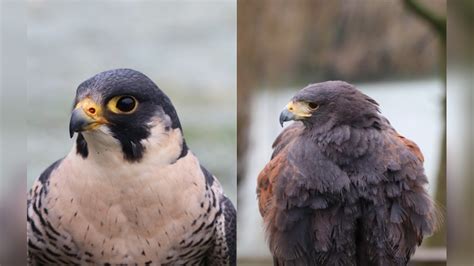 What Is The Difference Between A Falcon And A Hawk Key Facts Explained