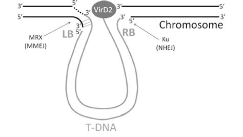 A Proposed Model For T Dna Integration Schematic Illustration Of Download Scientific Diagram