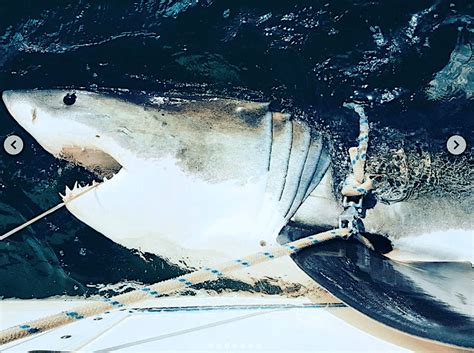 Update Surfer Dies After Being Hit By Suspected Great White Shark At