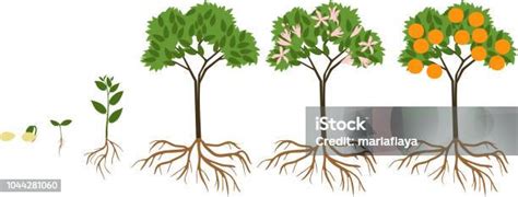 오렌지 나무의 수명 주기 씨앗과 새싹에서 과일 성인 식물 성장의 단계 오렌지 나무에 대한 스톡 벡터 아트 및 기타 이미지 오렌지 나무 다이어그램 개발 Istock