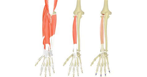 Extensor Digitorum Muscle Getbodysmart
