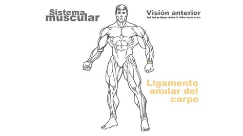 CÓmo Dibujar El Sistema Muscular Visión Anterior Youtube