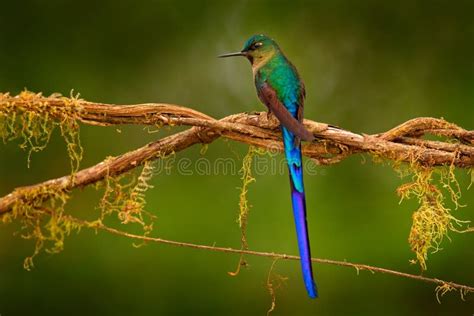 Hummingbird From Peru Wildlife From Tropic Jungle Wildlife Scene From