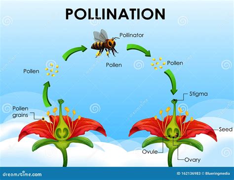 Diagram Showing Pollination Cycle Stock Vector Illustration Of