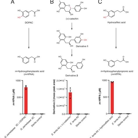 Gut Actinobacteria Dehydroxylate Individual Catechols Using Distinct