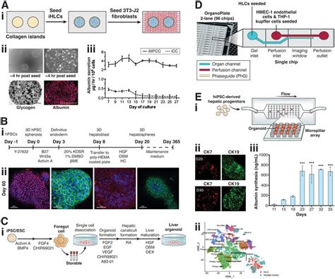 Advanced Culture Platforms For Hlc Differentiationmaturation A