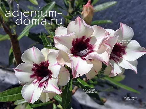 Adenium Obesum Double Flower Chocolate Ice Cream купить 2 семени C доставкой почтой 🌸 Адениум дома