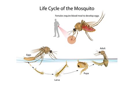 Life Cycle Of Mosquitoes Breeding And Prevention