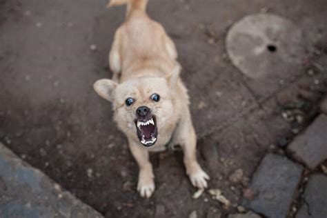 9岁男童狂犬病发作离世临终前注射了3针疫苗为何人还是没了