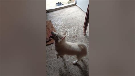 ফ্রেন্ডশিপ Youtube