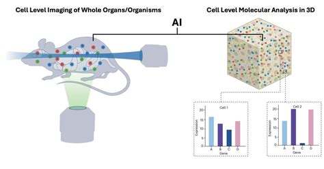Ali Ertürk On Linkedin Ai Deeplearning Clearing 3d Imaging Omics