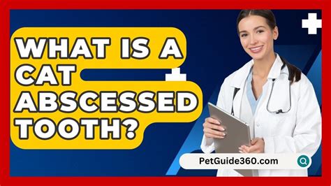 What Is A Cat Abscessed Tooth Youtube