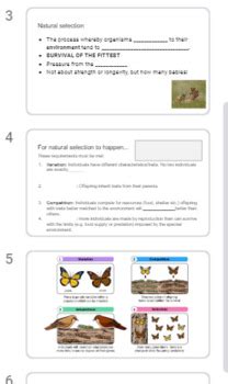 Natural Selection Notes By Ms Lincke S Classroom TPT