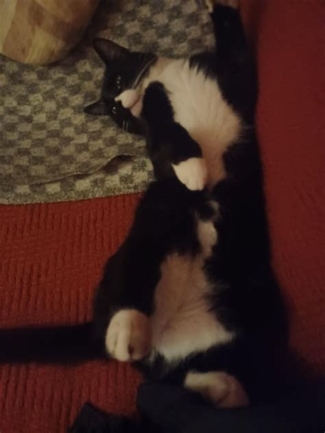 Whats The Diffrence Between These Two Rcats