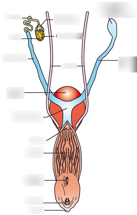 Canine Ovaries Diagram Quizlet