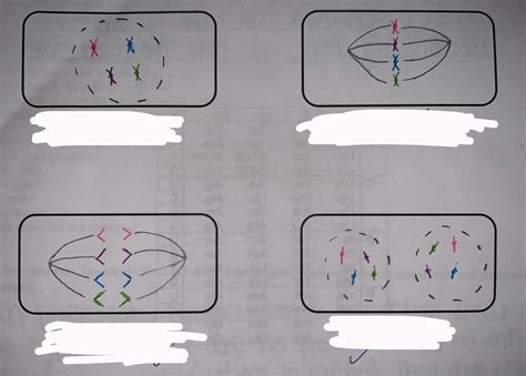 Bio111 Test 5 Diagram Quizlet