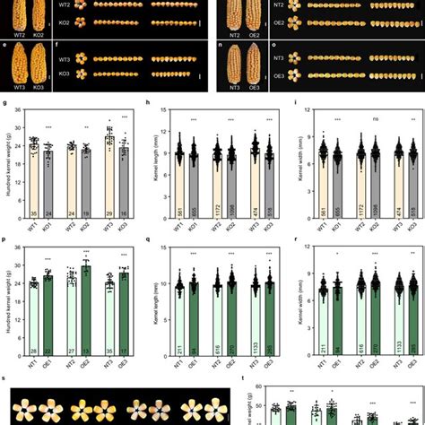 Pdf A Nac Expansin Module Enhances Maize Kernel Size By Controlling Nucellus Elimination