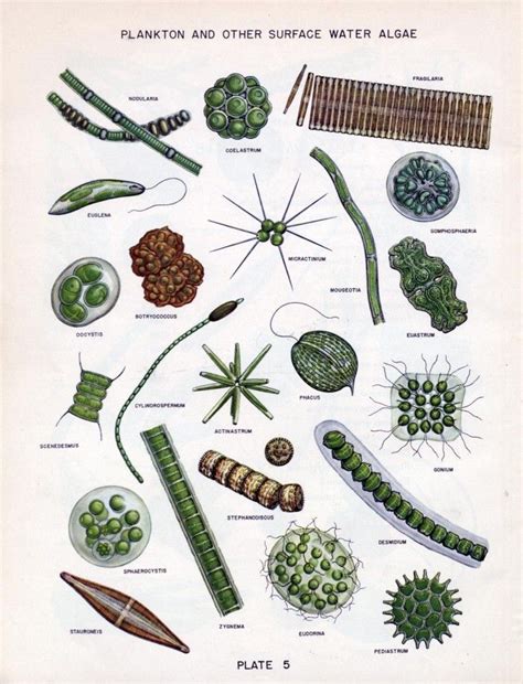 Algae Under Microscope Labeled