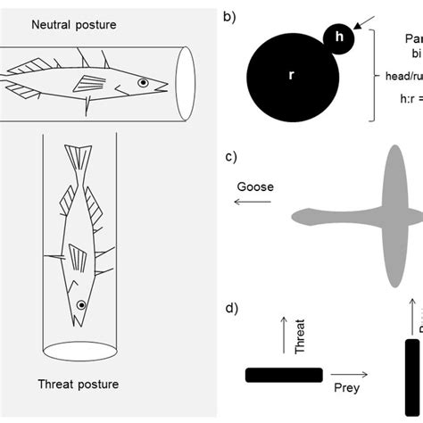 Visual Processing Streams In The Primate Cortex Simplified Diagram
