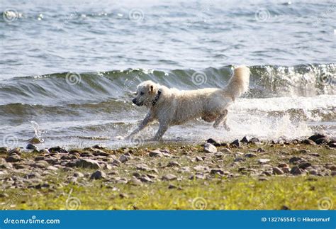 Собака золотые скачки Redriver в воде на береге озера вокруг и наслаждается водой падает