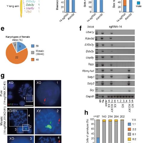 Crispr Cas9 Mediated Y Chromosome Elimination In Vitro A Targeted Gene Download Scientific