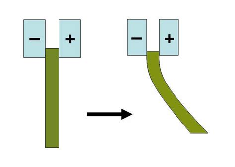 Illustration Of An Ipmc Actuator With The Application Of Voltage Download Scientific Diagram