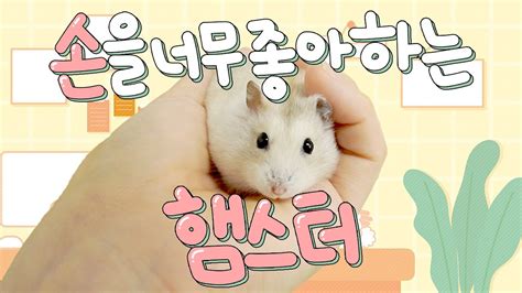 사람 손을 너무 좋아하는 햄스터 아쿠 [햄스터 핸들링] Youtube