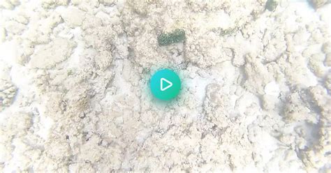 teeny tiny eel album on imgur