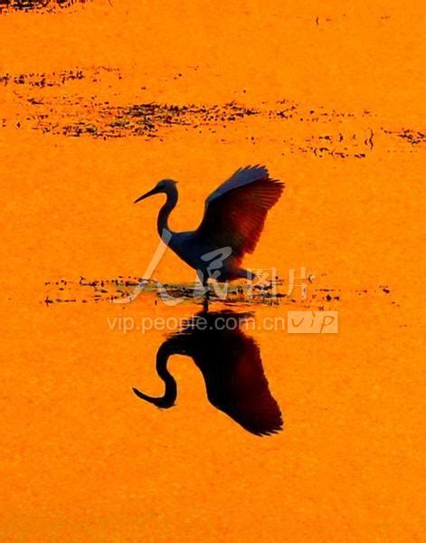 江苏苏州东太湖鹭鸟恋夕阳 人民图片网